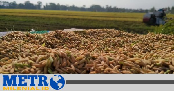 Harga Gabah di Kabupaten Lutim Mencapai Angka Rp 6.200/kg, Petani ...